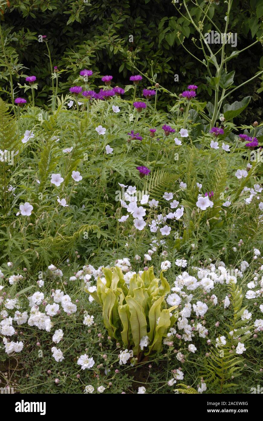 Bide-A-Wee Cottage Garden, in Northumberland, UK. Flowers in a garden ...