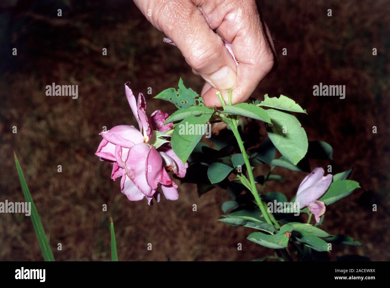 Dead heading rose. Removing faded flowers on Rose (Rosa 'Barbe Bleue ...