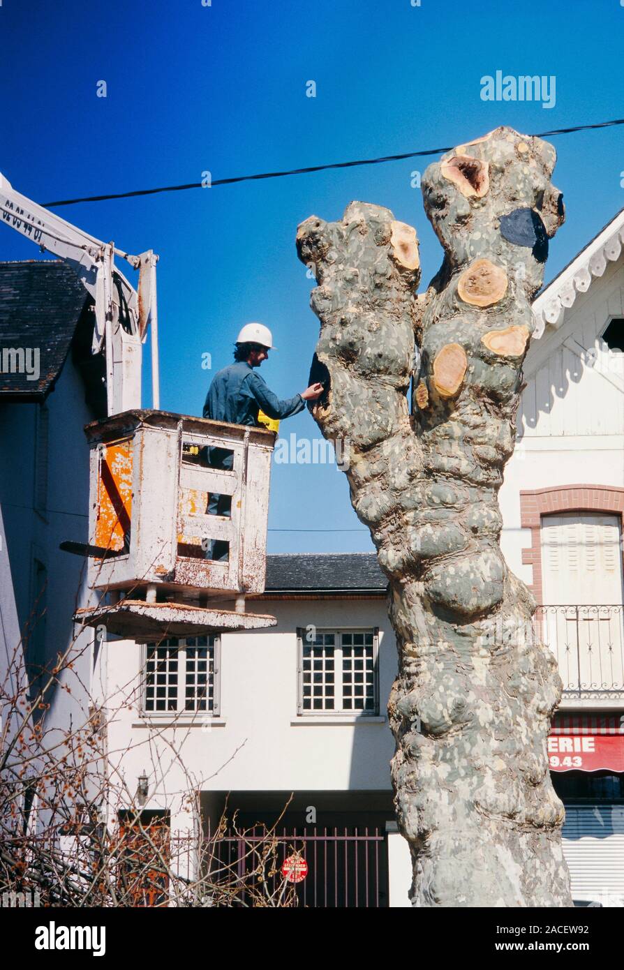 Pruning a plane tree. Workman in a cherry-picker finishing the pruning ...