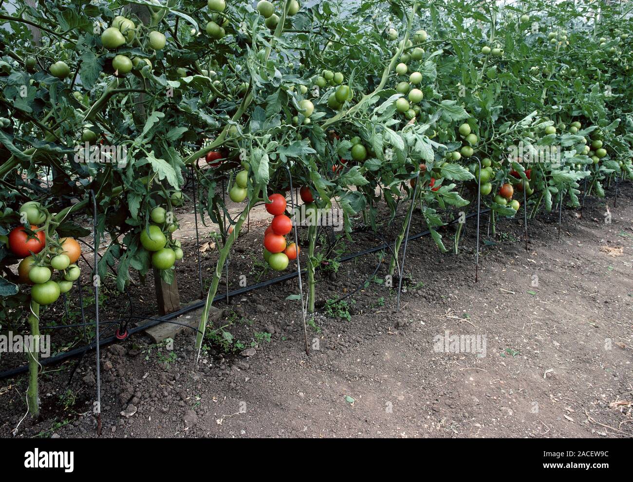 De leafing tomato plants. Tomato (Lycopersicon sp.) plants with lower ...