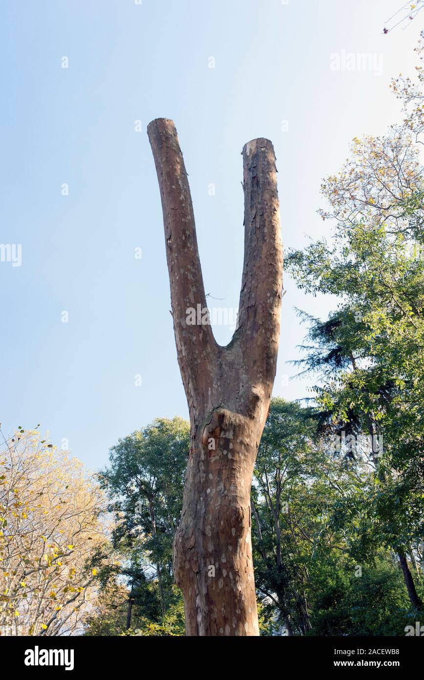 Y shaped tree hi-res stock photography and images - Alamy