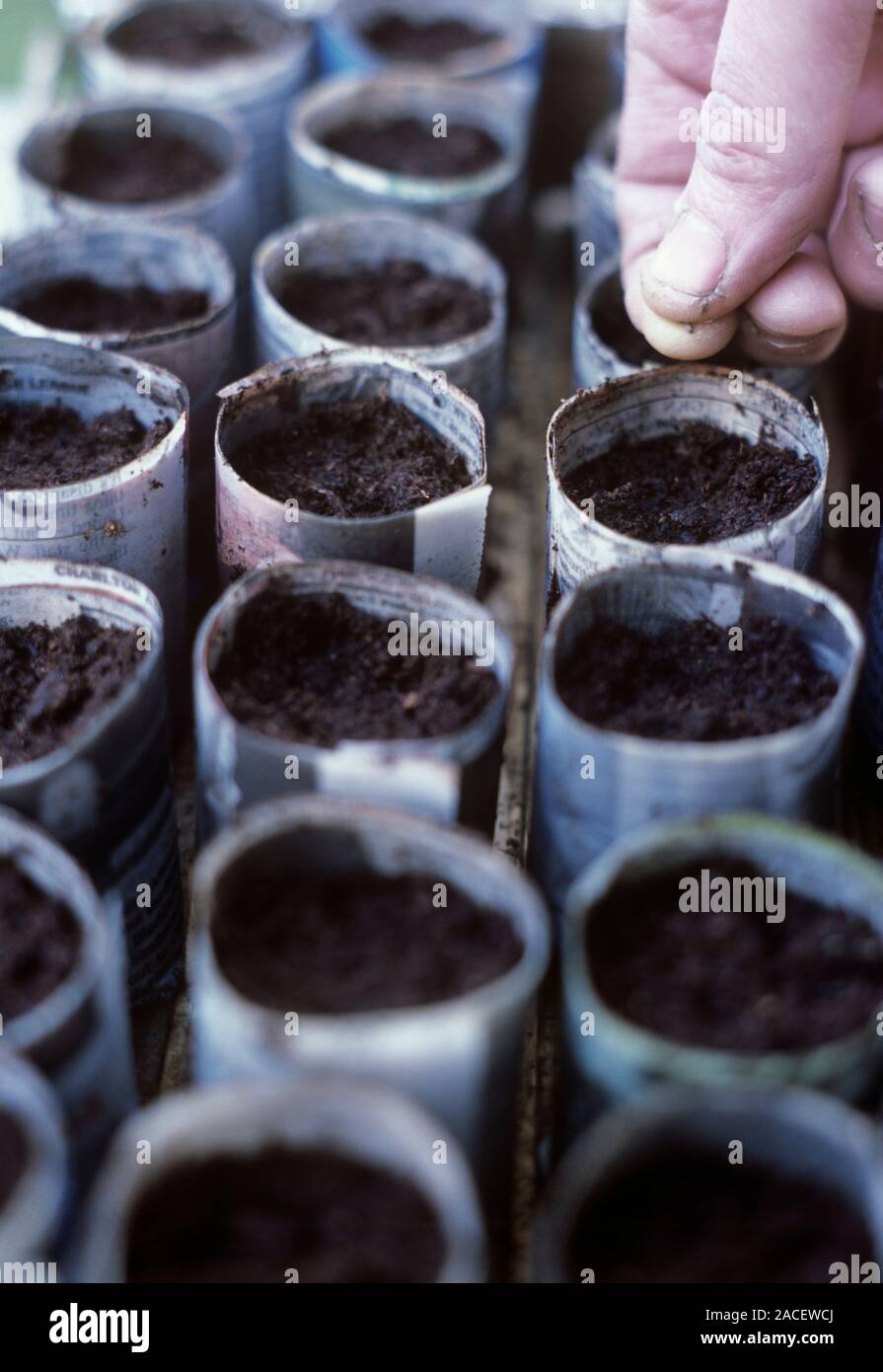 Gardener sowing seeds in biodegradable pots. Image 1 of 2. To see a ...