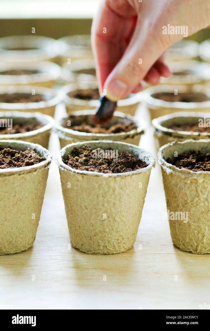 Planting runner bean seeds in pots (Phaseolus coccineus 'Scarlet ...