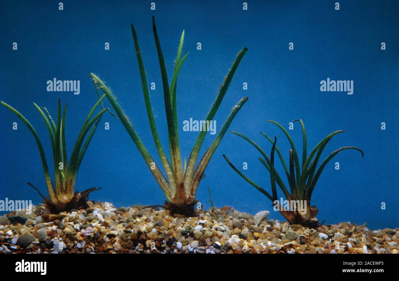 Quillwort (Isoetes lacustris Stock Photo - Alamy