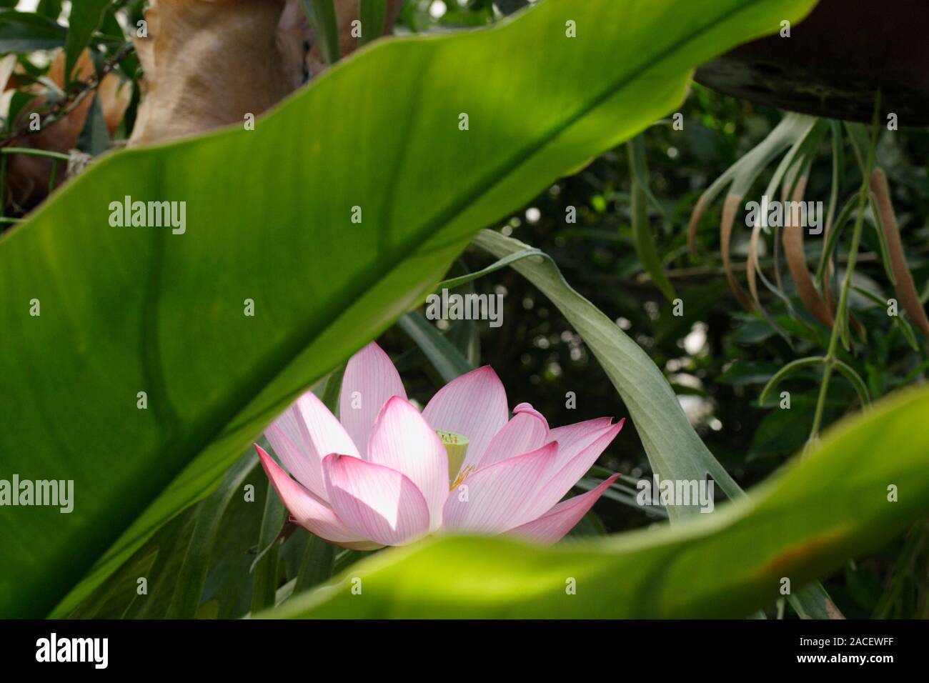 Sacred lotus flower (Nelumbo nucifera Stock Photo - Alamy