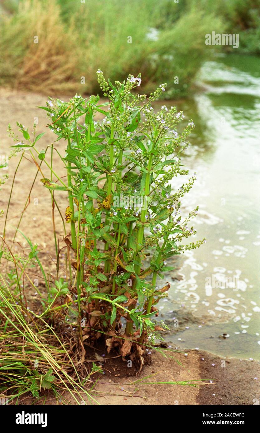 Water speedwell plant (Veronica anagallis- aquatica) in flower Stock ...