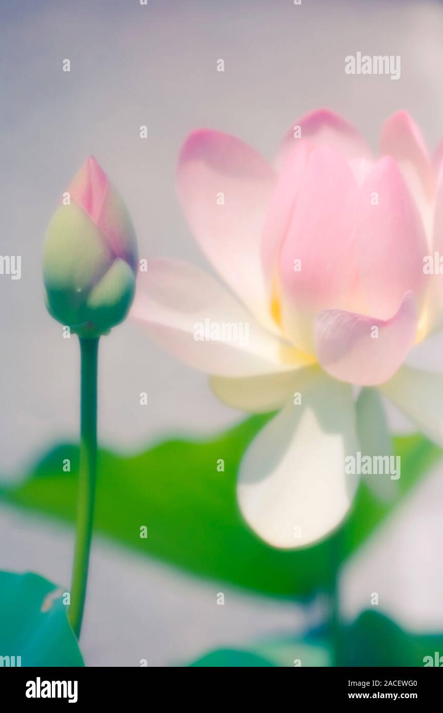 Indian lotus (Nelumbo nucifera) bud and flower. This aquatic plant is ...