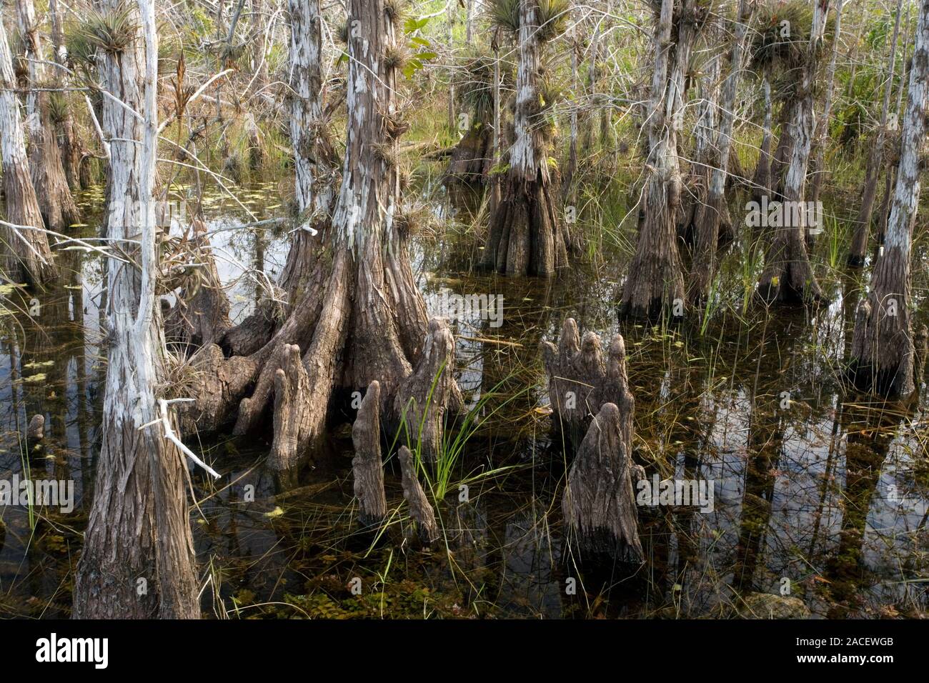 Pond cypress tree roots (Taxodium ascendens). This aquatic plant is ...