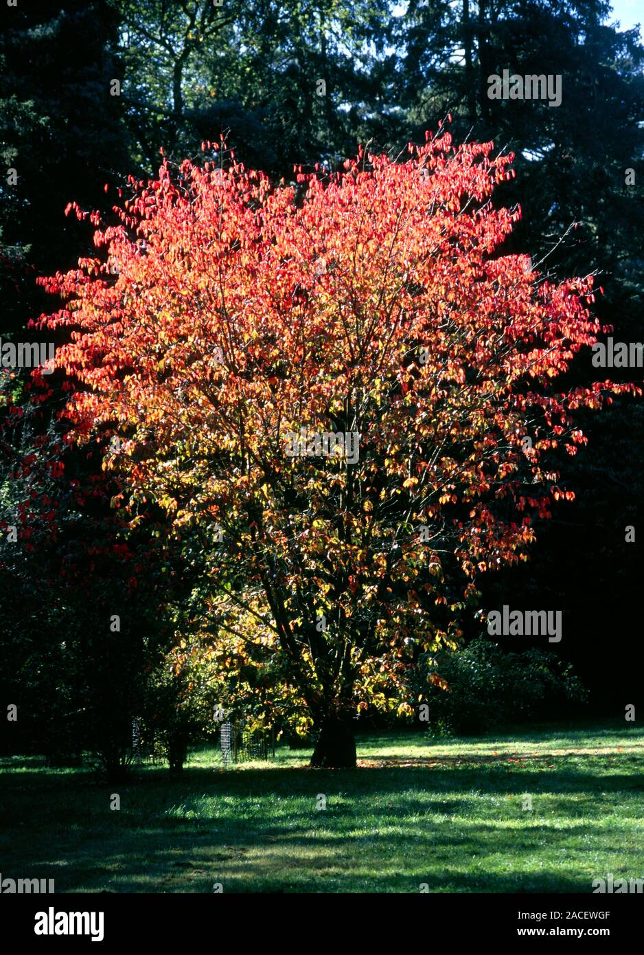 Prunus sp. Cherry tree with autumn foliage at Westonbirt Arboretum ...