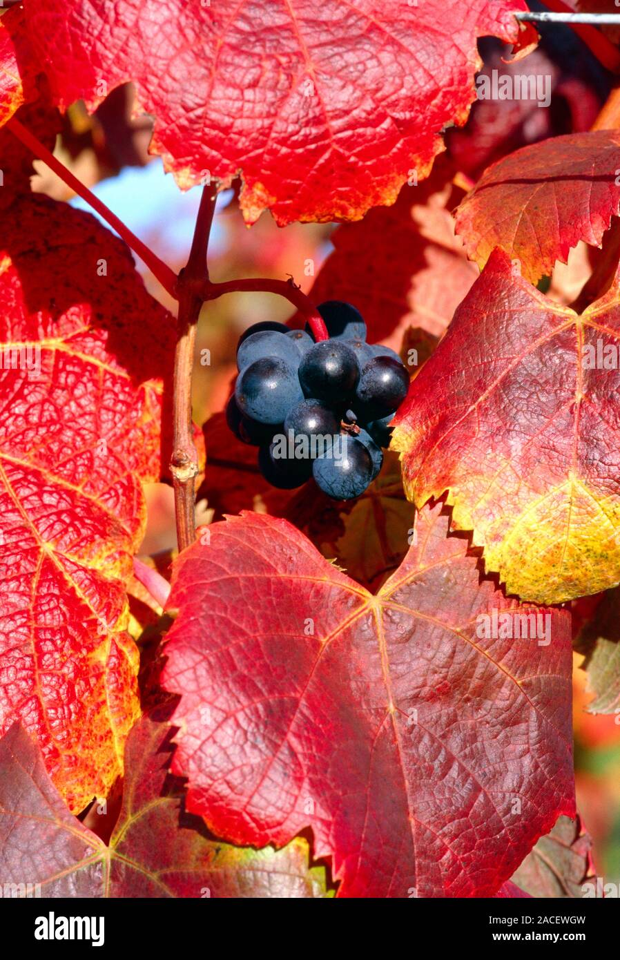 Grape vine. Closeup of black grapes (Vitis vinifera 'Tannat') with ...