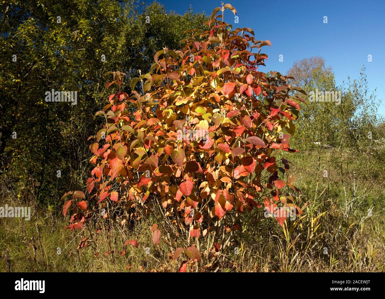 Wayfaring tree (Viburnum lantana) in autumn. Photographed in October ...