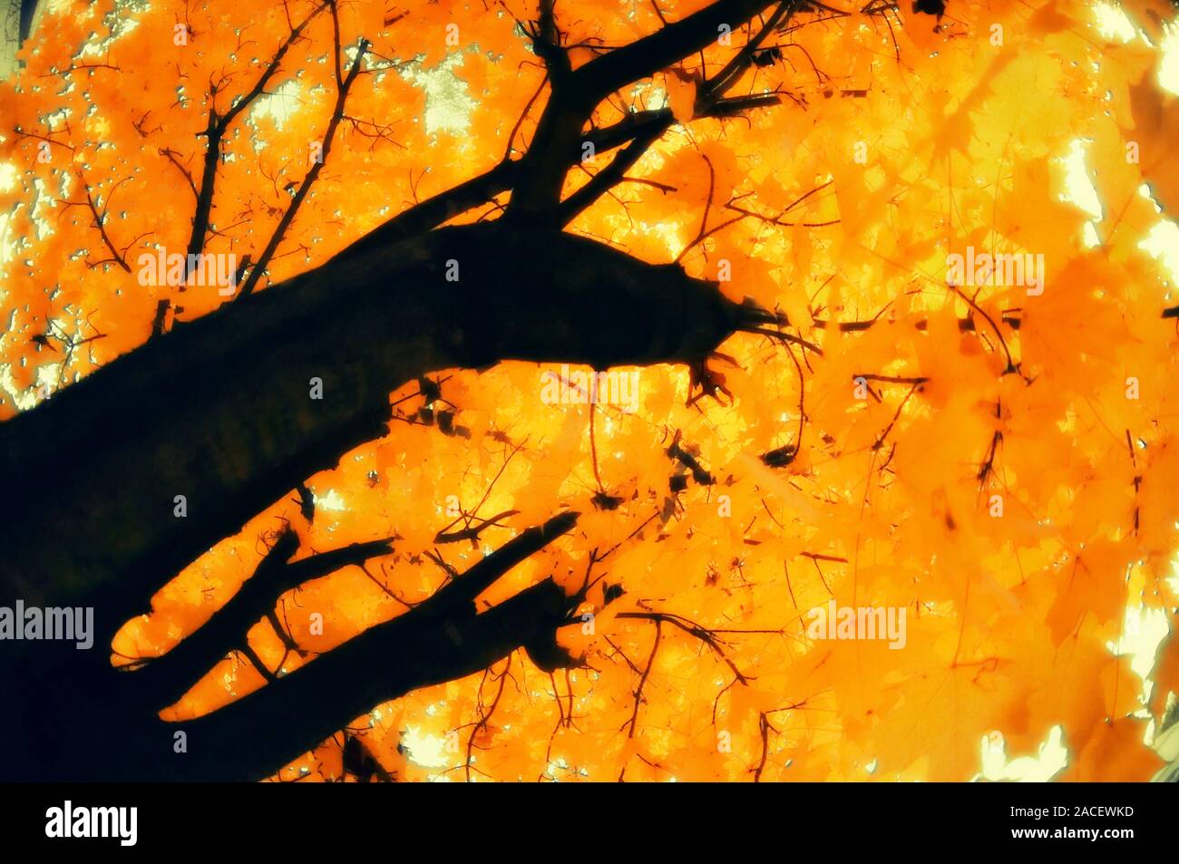 Sugar maple tree (Acer saccharum). Photographed in Maryland, USA, in ...