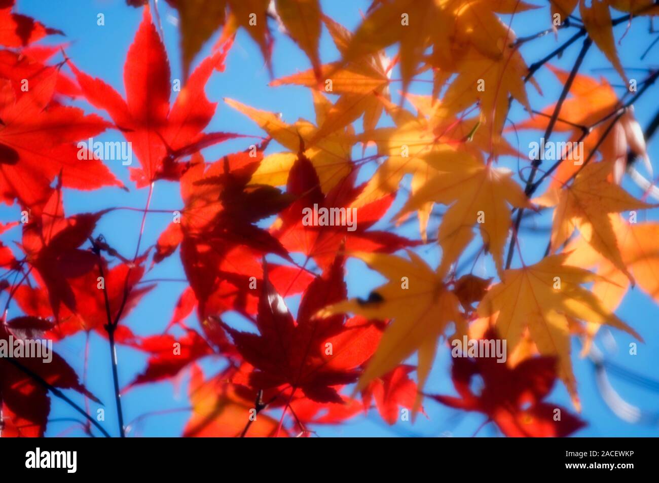 Japanese maple leaves (Acer palmatum). Photographed in autumn colour in ...