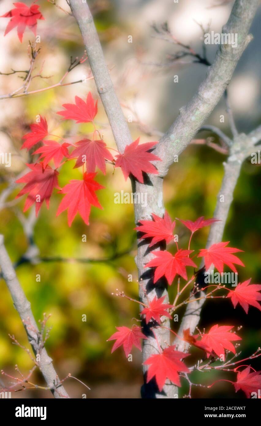 Red full moon maple (Acer shirasawanum 'Aureum'). Photographed in ...
