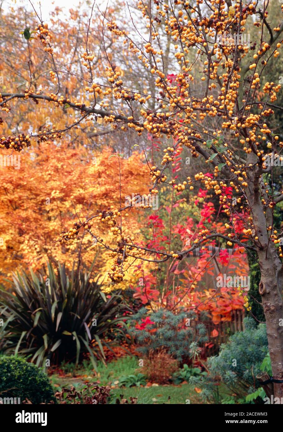 Garden in autumn including a crab apple tree (Malus 'Golden Hornet ...