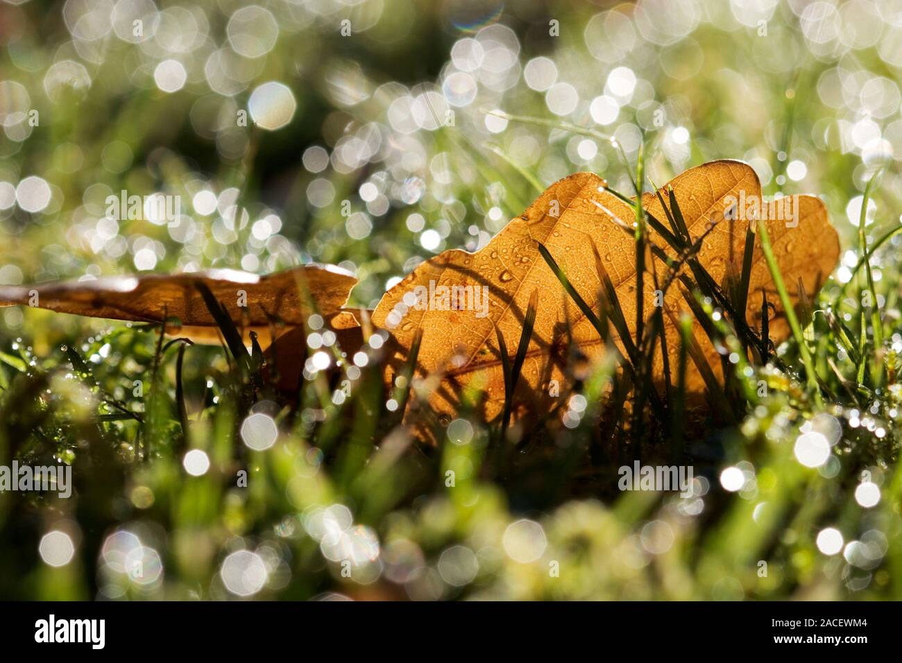 Autumn leaves on dew-covered grass Stock Photo - Alamy