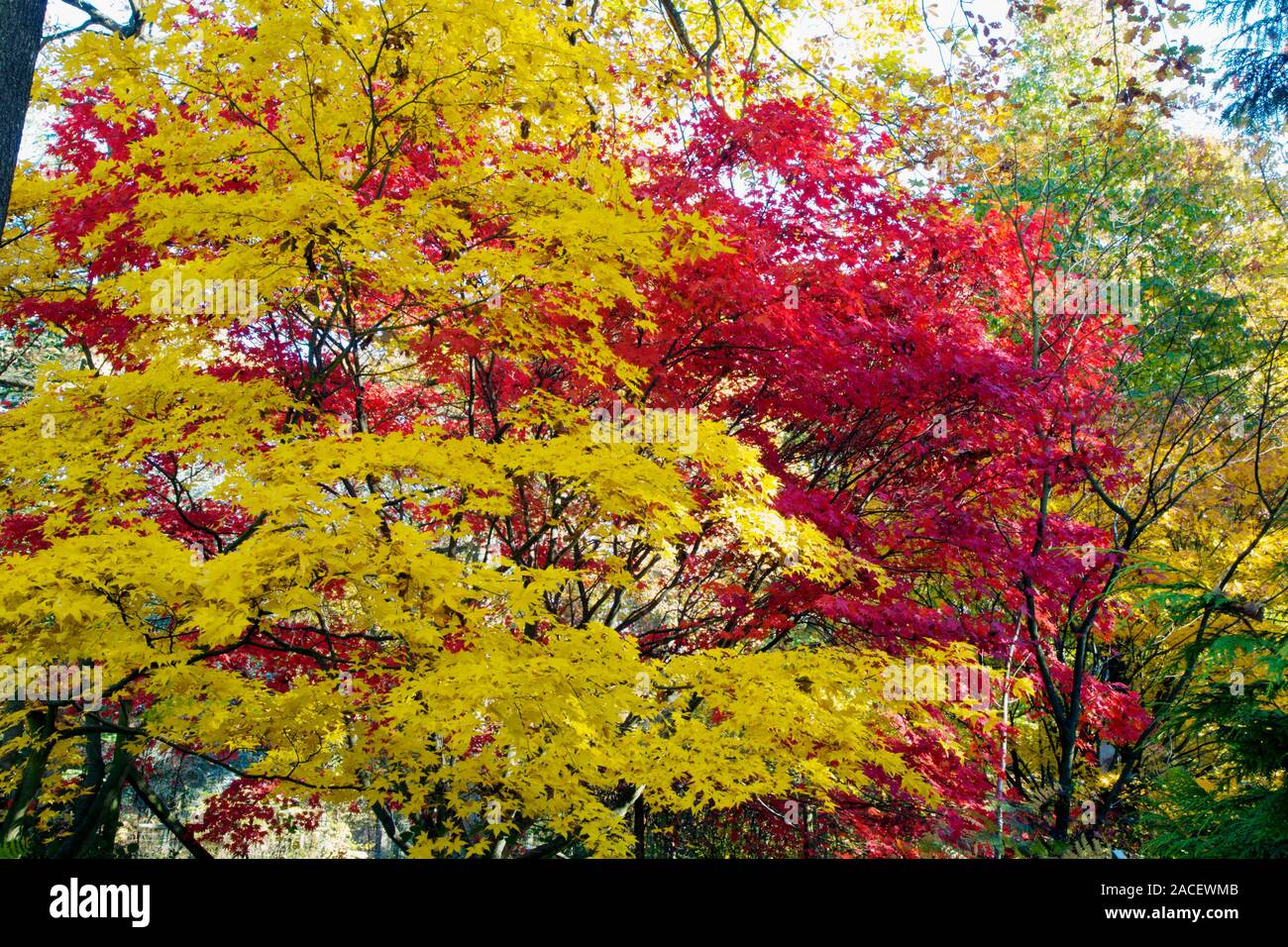 Autumn foliage. Japanese maple trees (Acer palmatum, red and yellow ...
