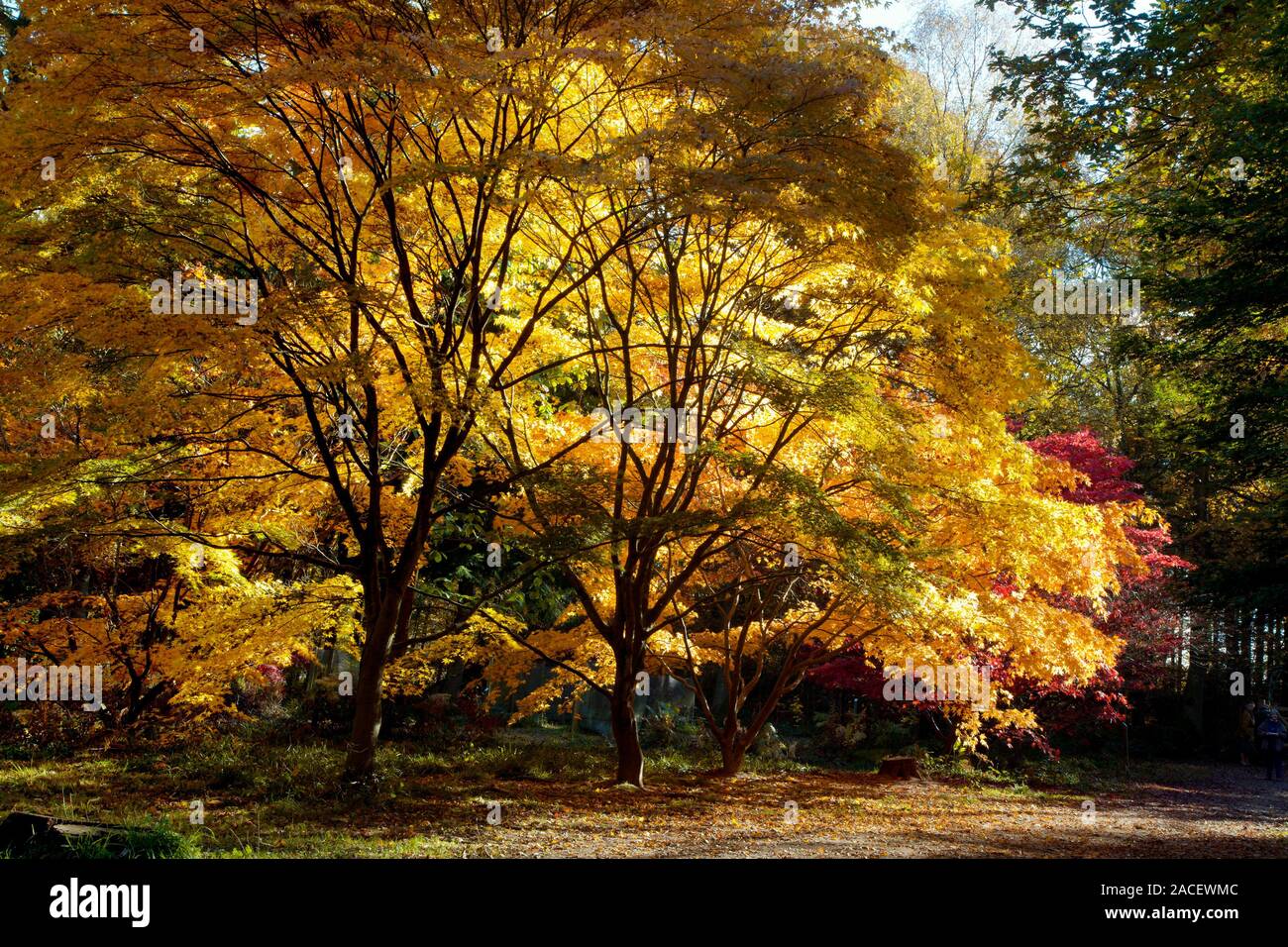 Autumn foliage. Japanese maple trees (Acer palmatum, yellow, left and ...