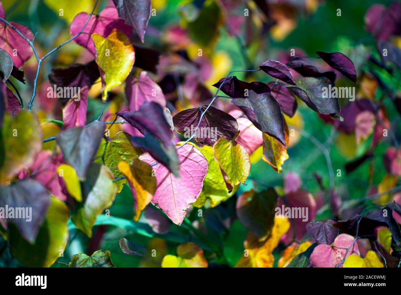 Eastern redbud leaves (Cercis canadensis 'Forest Pansy') in autumn. In ...
