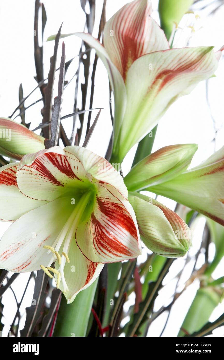 Amaryllis flowers (Hippeastrum sp.) in a flower arrangement Stock Photo ...