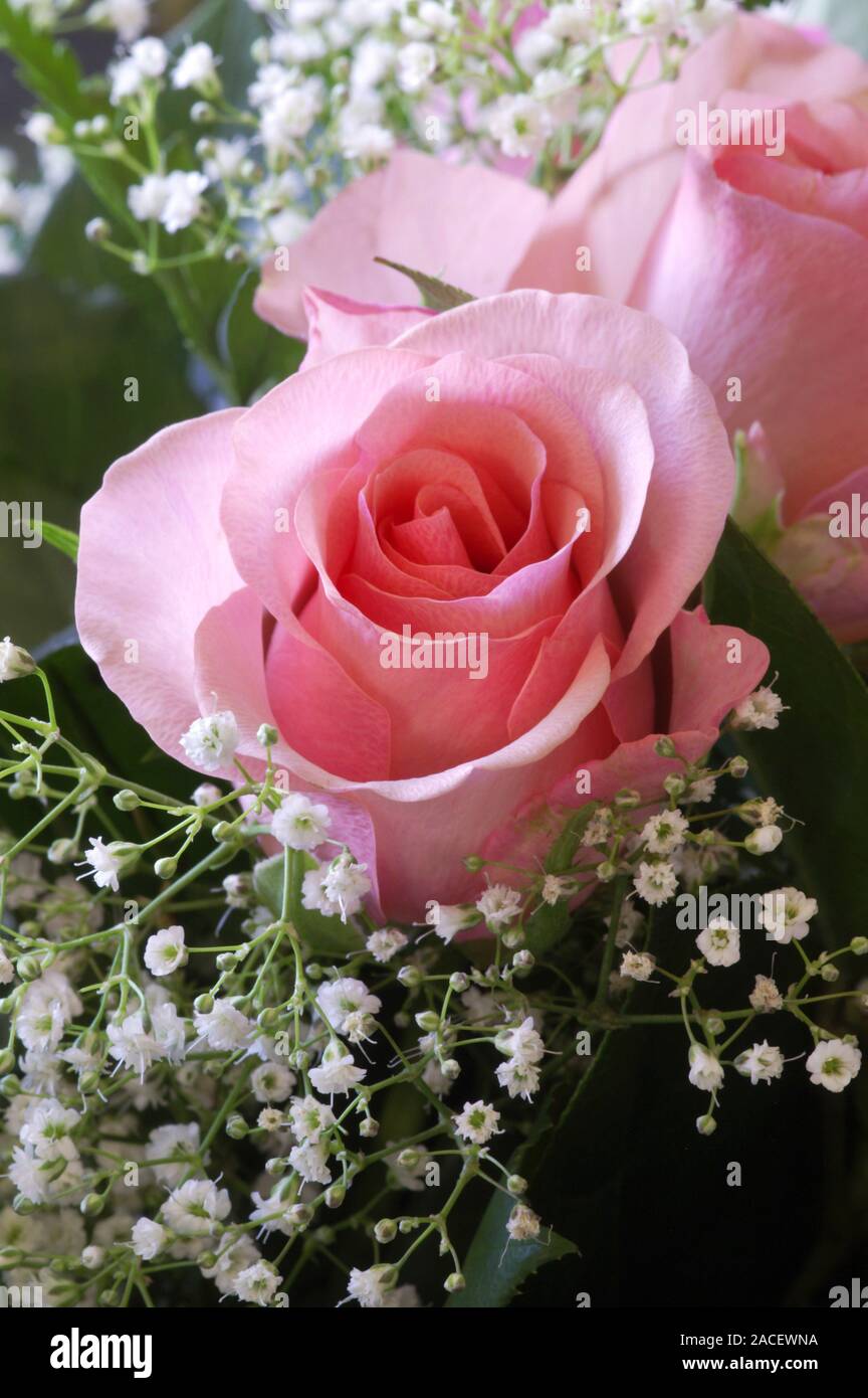 Rose flowers (Rosa 'Mary Donaldson', pink) and baby's breath flowers ...