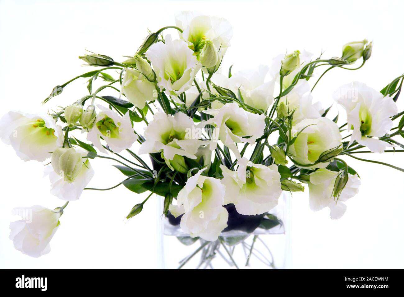 Lisianthus flowers (Lisianthus sp.) in a vase Stock Photo - Alamy
