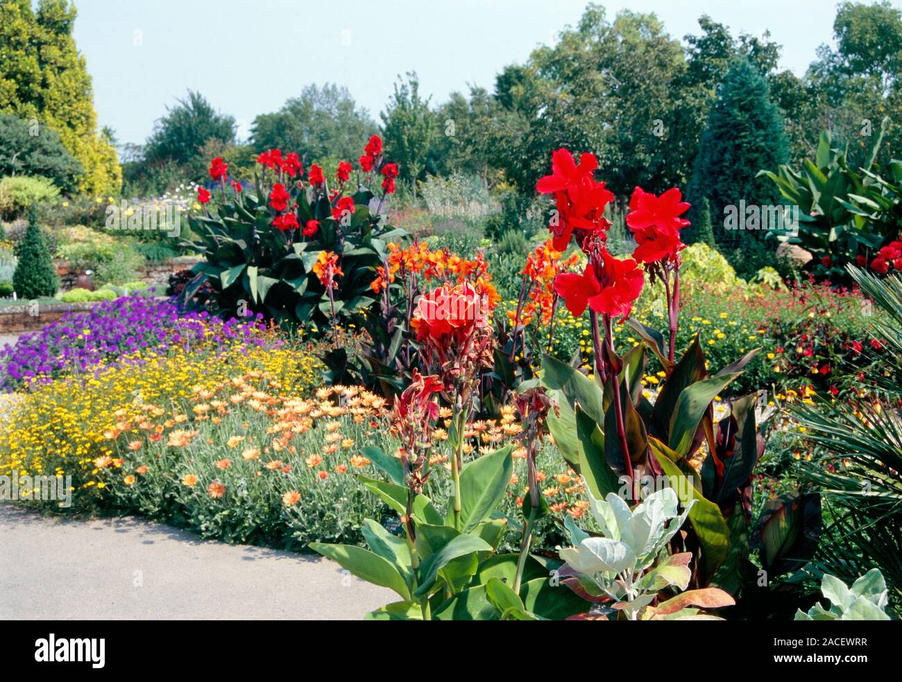 Summer border including Canna 'Assault' and 'Orange Perfection' flowers ...