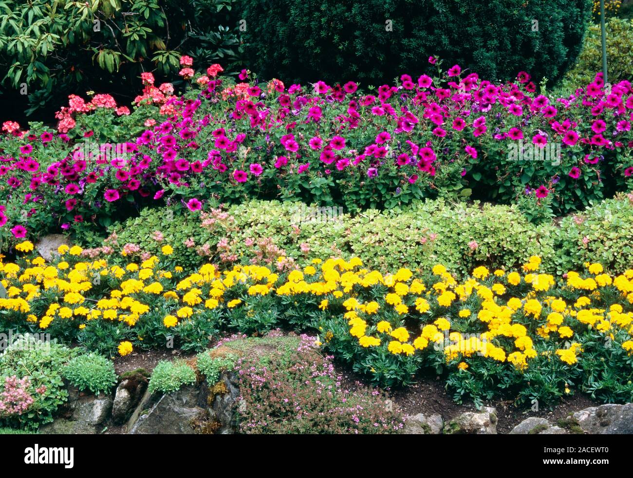 Summer border featuring Petunia, Pelargonium and Tagetes Stock Photo ...