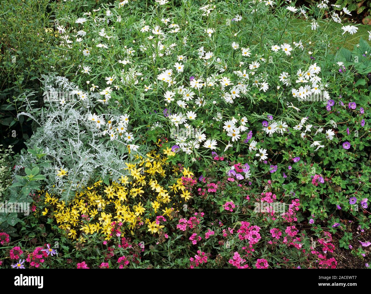 Summer border. Perennial flowers in a garden border including tickseed ...