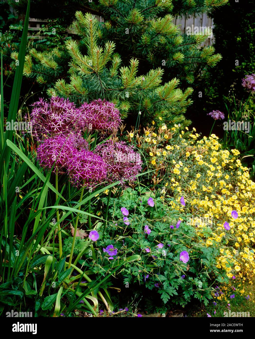 Summer border. Helianthemum flowers (Helianthemum 'Wisley Primrose ...