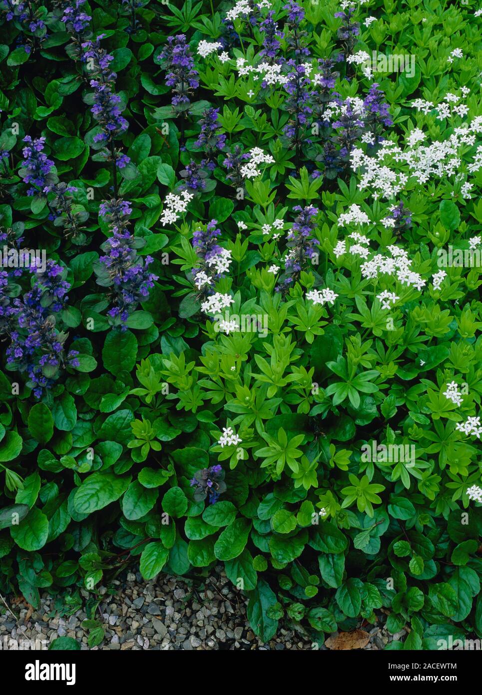Summer border featuring Bugle (Ajuga reptans) and Woodruff (Galium ...