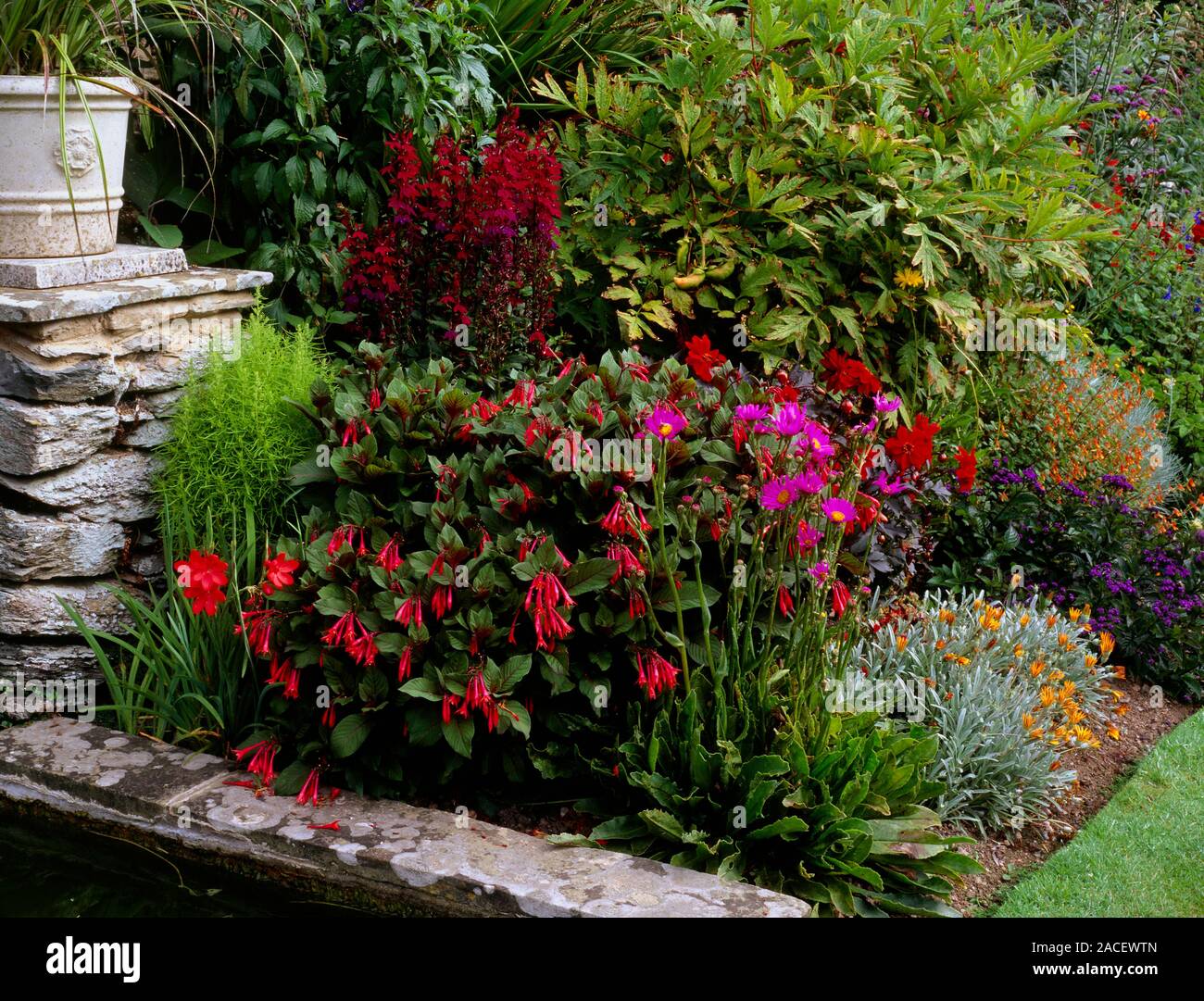 Summer border at Coleton Fishacre, Devon, UK, featuring Fuchsia 'Thalia ...