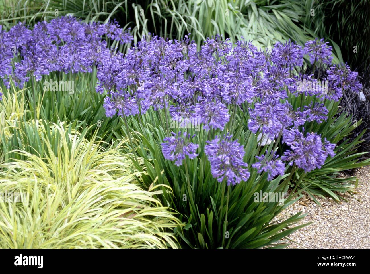 African lilies (Agapanthus 'Blue Bird', purple Stock Photo - Alamy