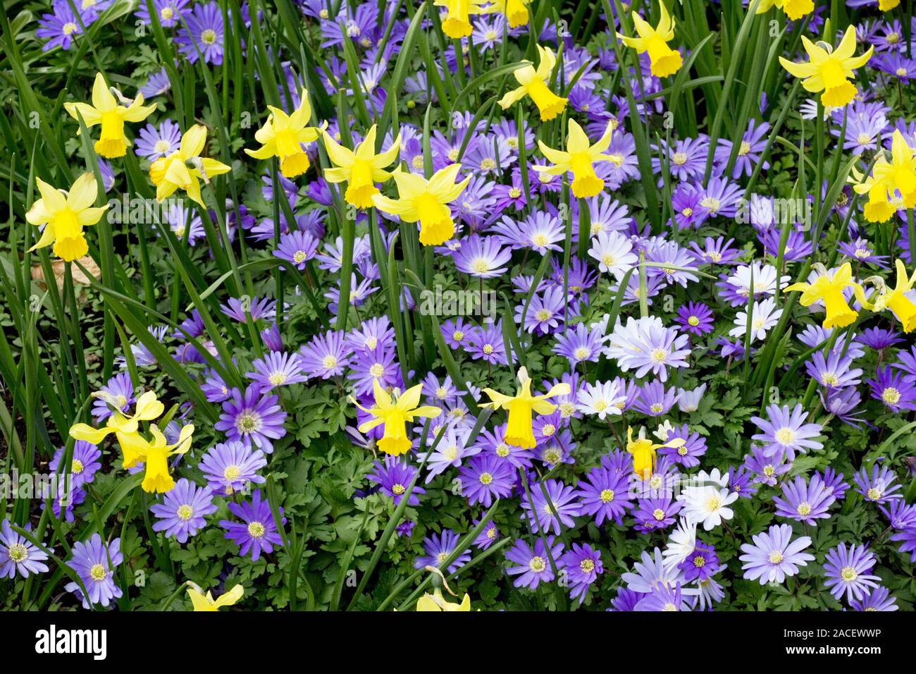 Spring flowers. Dwarf daffodils (Narcissus sp., yellow) amongst anemone ...