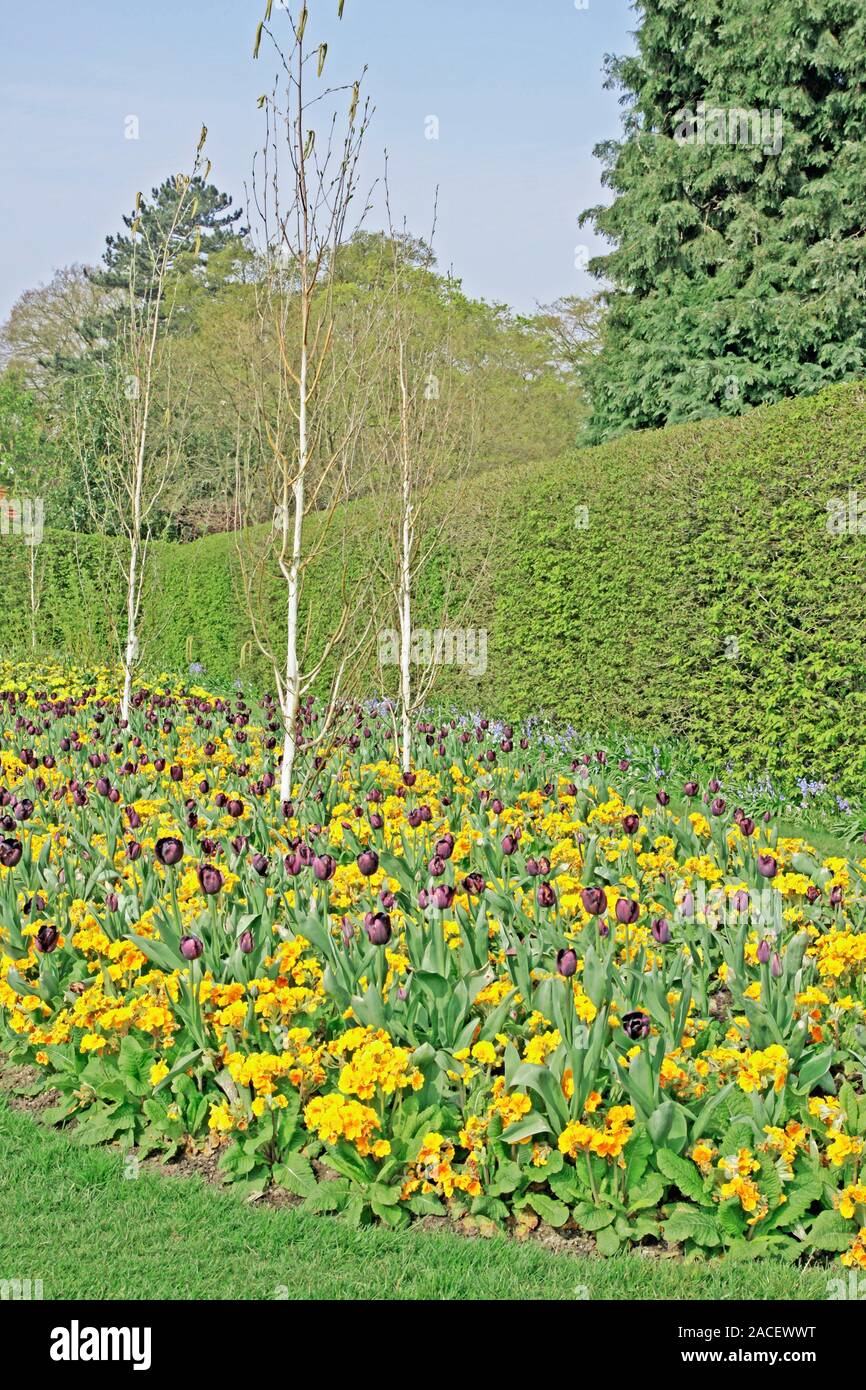 Spring flower bed with tulips (Tulipa 'Queen Of Night', dark red) and ...