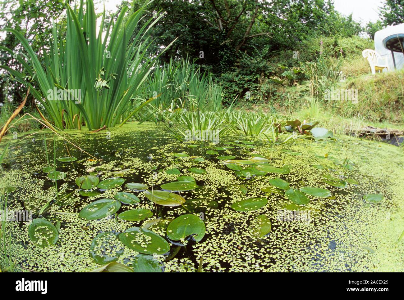 Garden pond containing bog pondweed (Potamogeton polygonifolius, broad ...