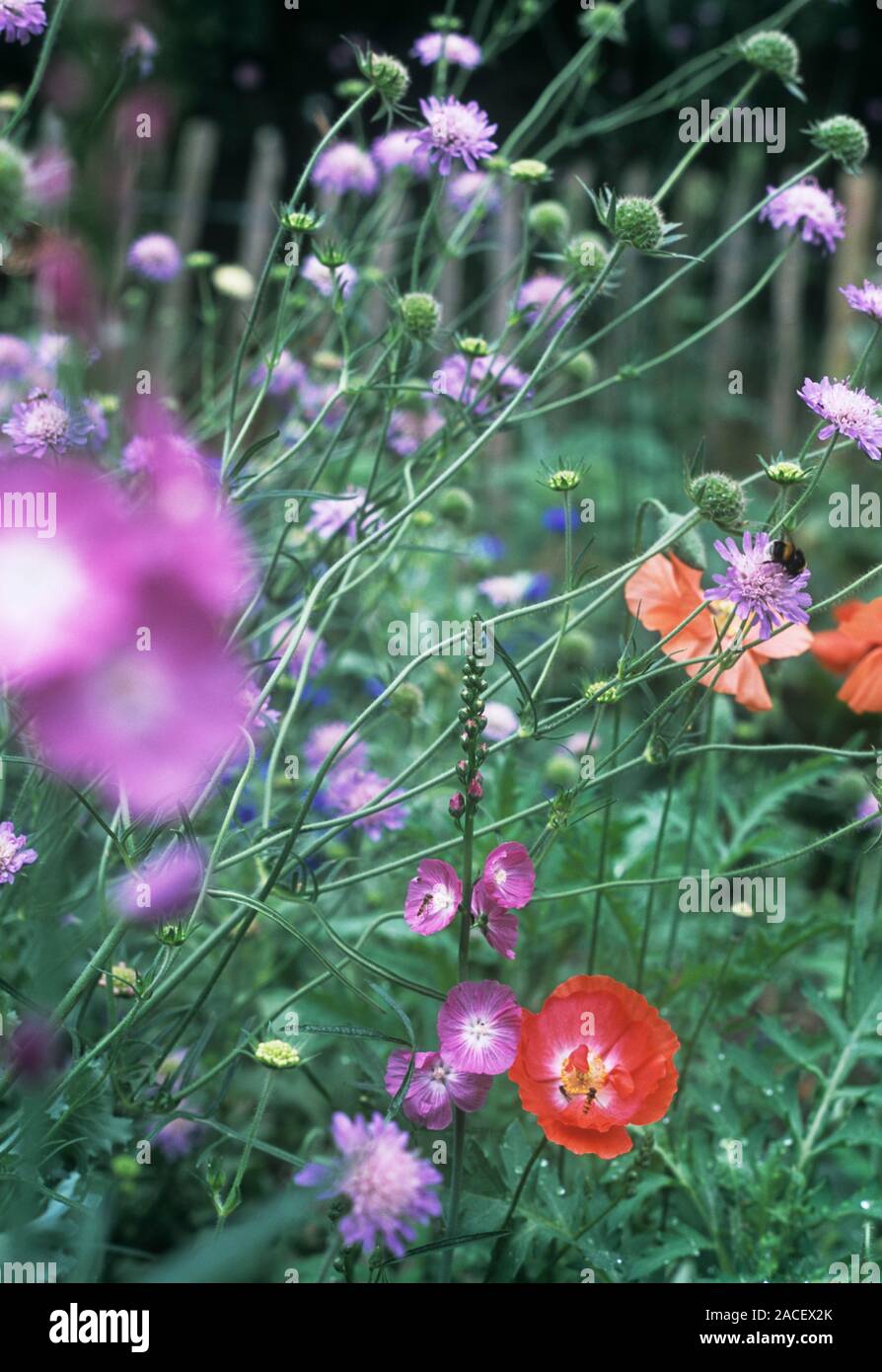 Cottage garden flowers, including poppies (Papaver sp. red), field ...