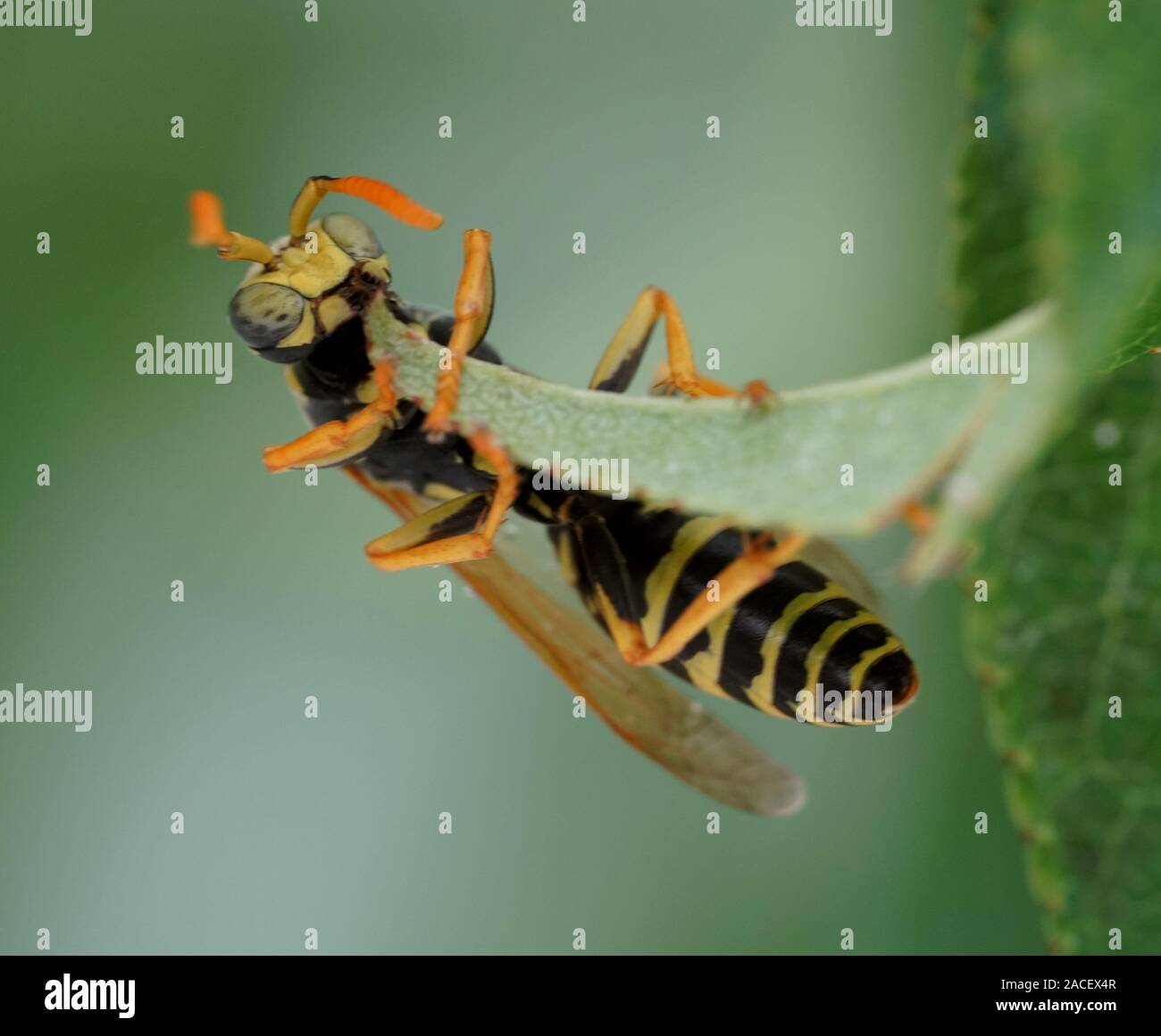One with wasp hi-res stock photography and images - Alamy