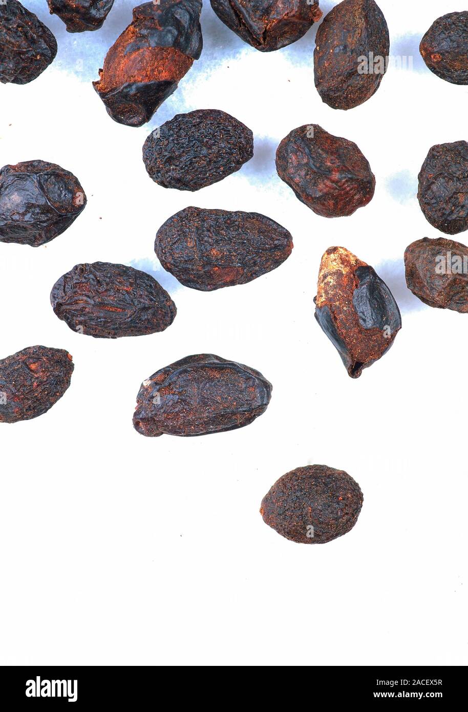 Dried Saw Palmetto (Serenoa repens) seeds fruits on marble background ...