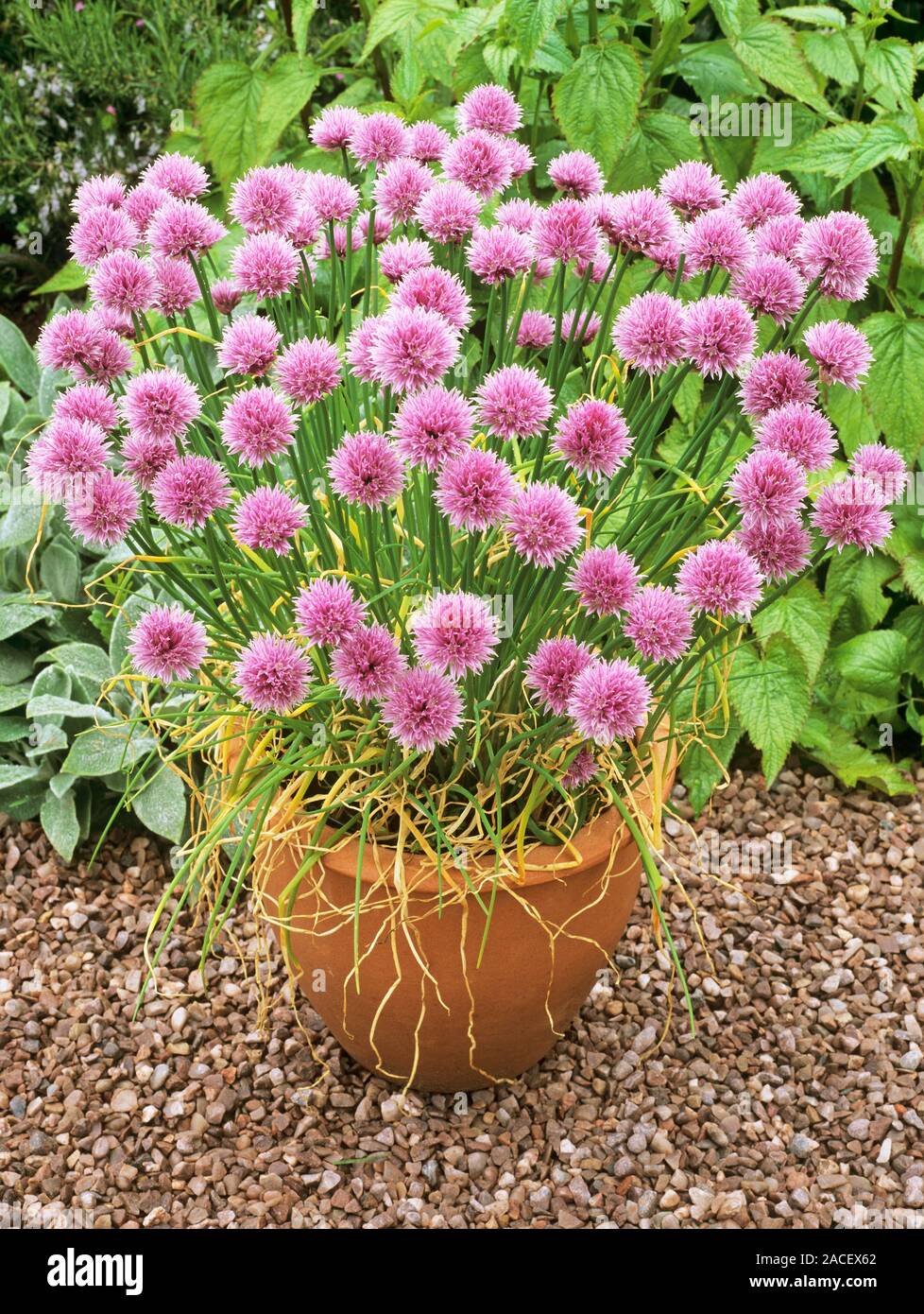 Pot of Chives (Allium schoenoprasum) in garden Stock Photo - Alamy