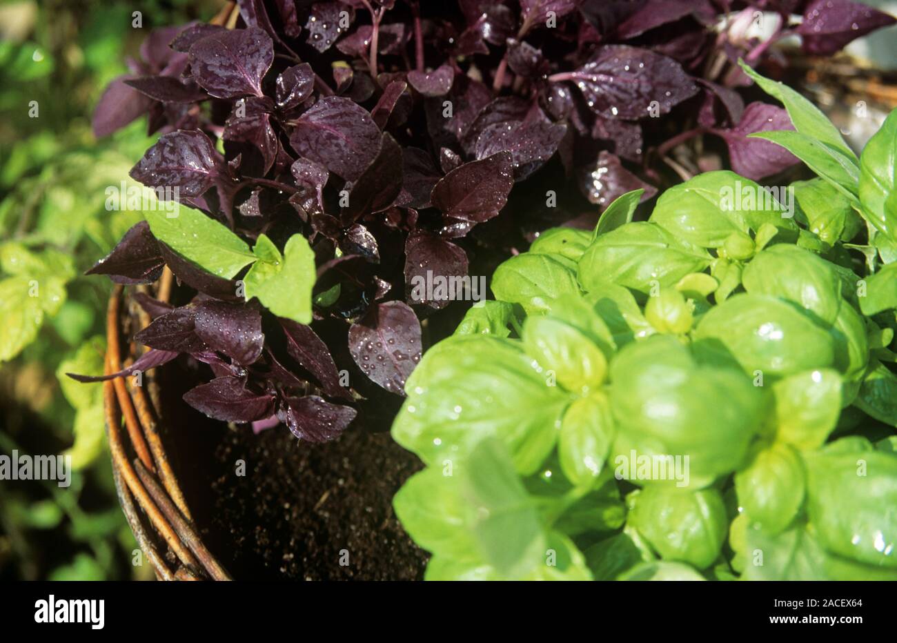 Basil plants (Ocimum basilicum) in a container Stock Photo - Alamy