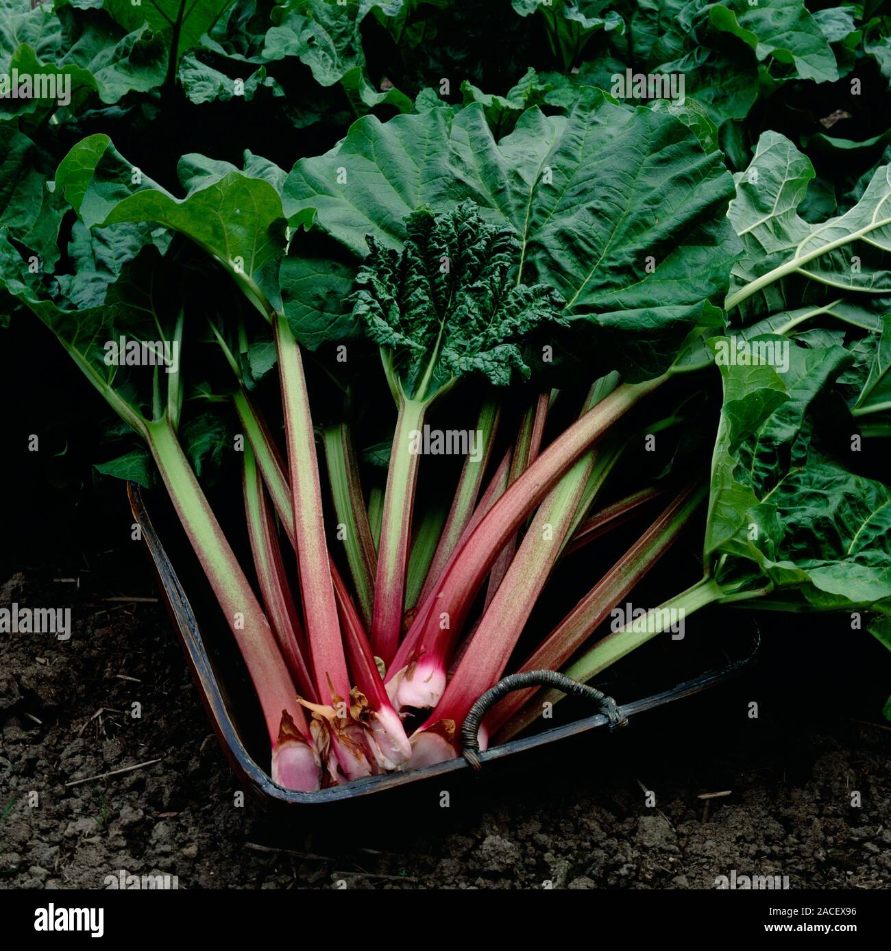 Rheum x cultorum VICTORIA 28. Harvest of rhubarb in a tray Stock Photo ...