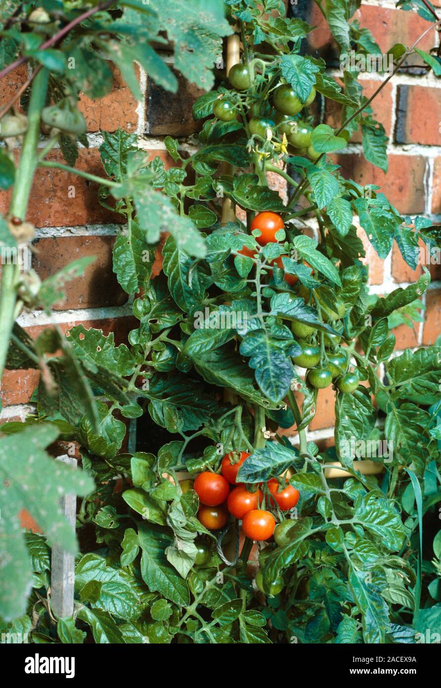 Tomato plant, Lycopersicon LITTLE GEM growing against a garden wall ...