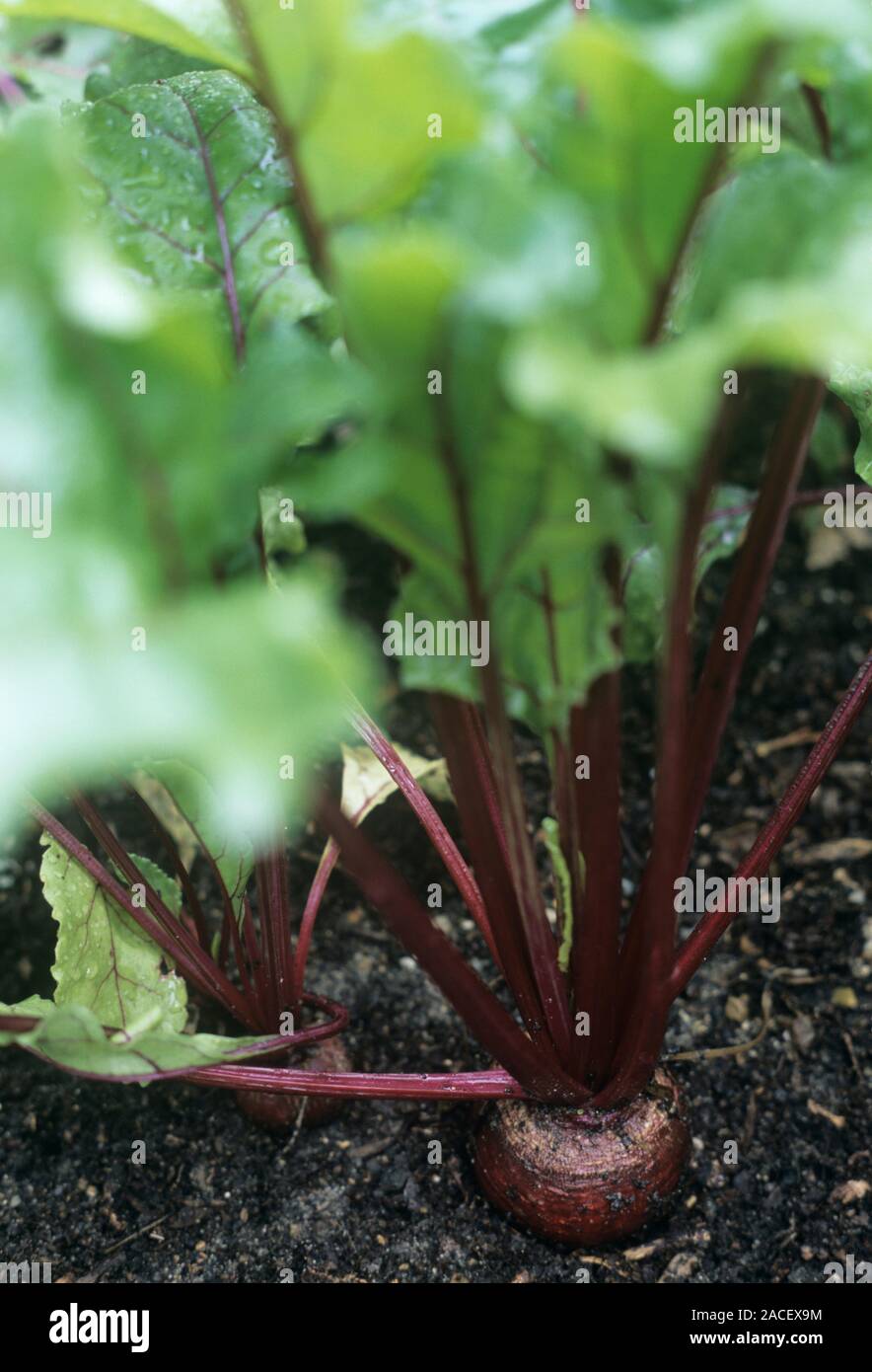 Beetroot (Beta vulgaris 'Bolthardy') growing in a vegetable bed Stock ...