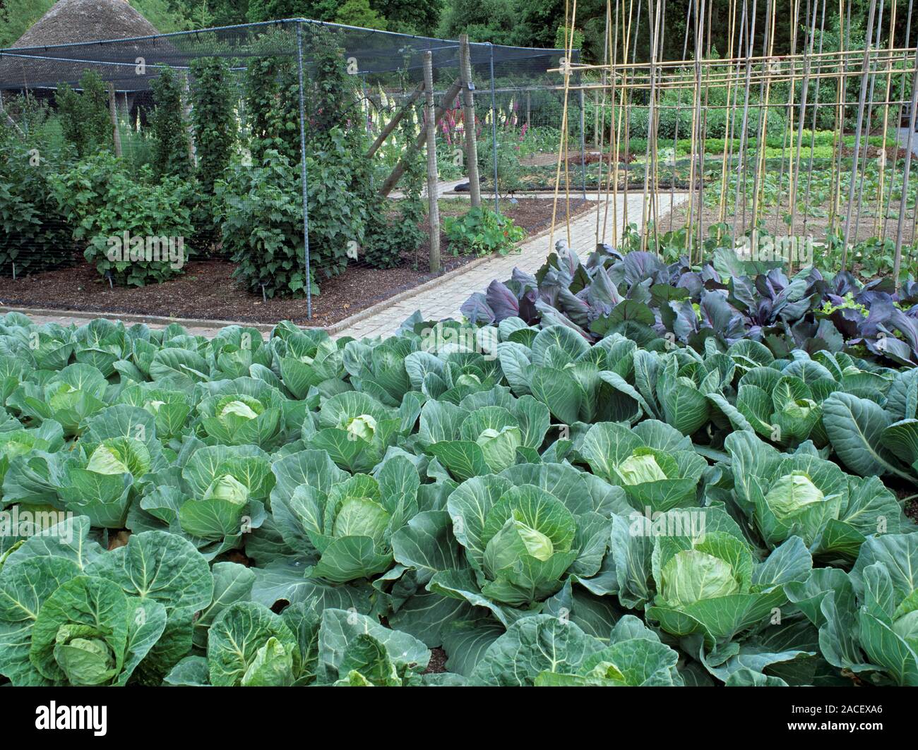 Vegetable garden. Brassica oleracea 'Pixie', 'Minicole' and 'Green ...
