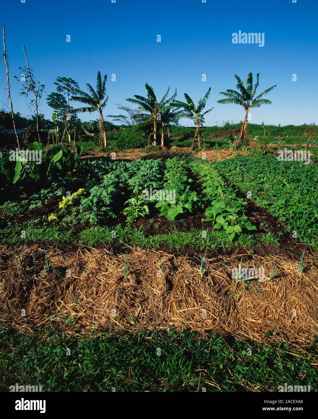 Organic vegetable garden in Kapoho, Puna, Hawaii, USA Stock Photo - Alamy