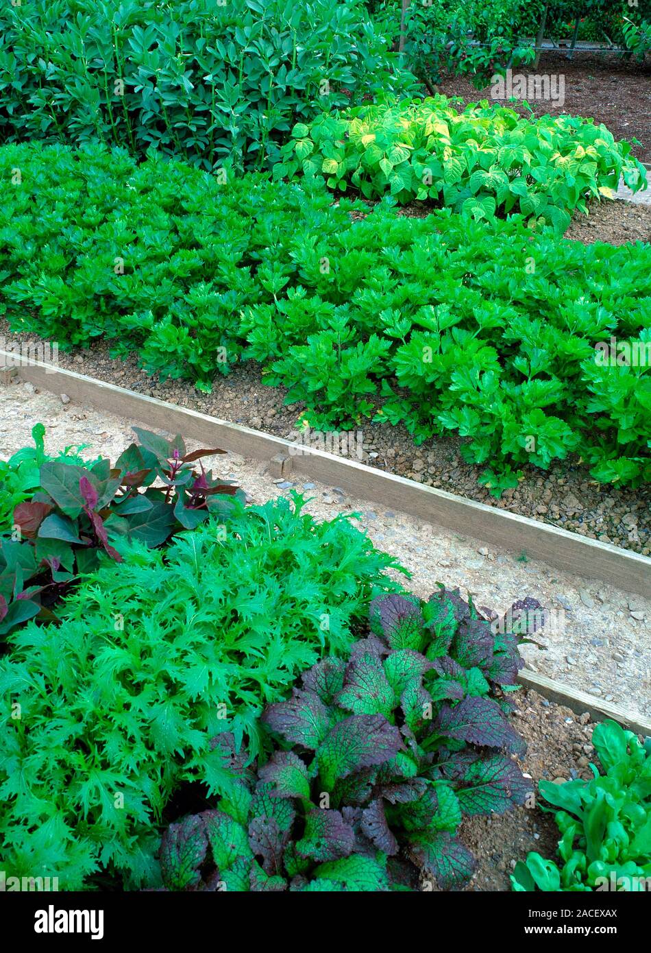 Vegetable Garden. featuring Celery (Apium graveolum 'Pink Blush ...