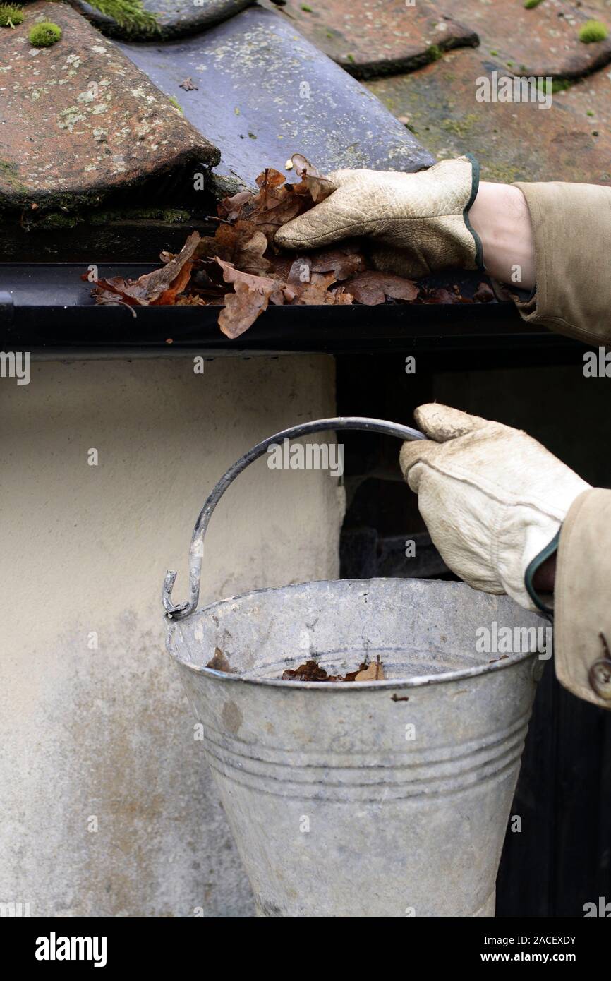 Gardener clearing leaves from guttering Stock Photo - Alamy