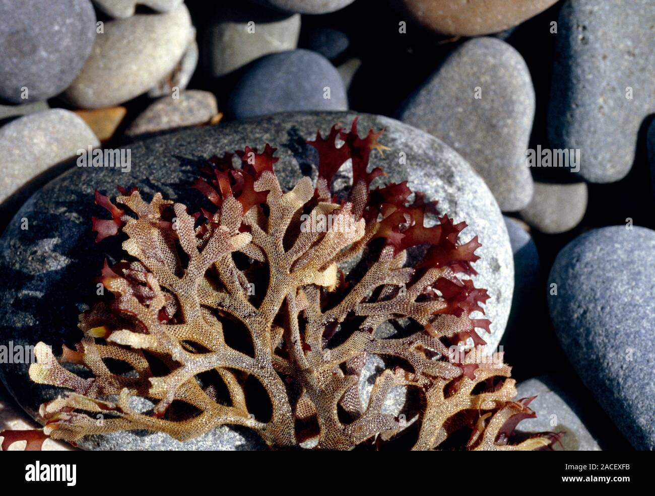 Carrageen (Chondrus crispus). Closeup of seaweed encrusted with Bryazoa ...