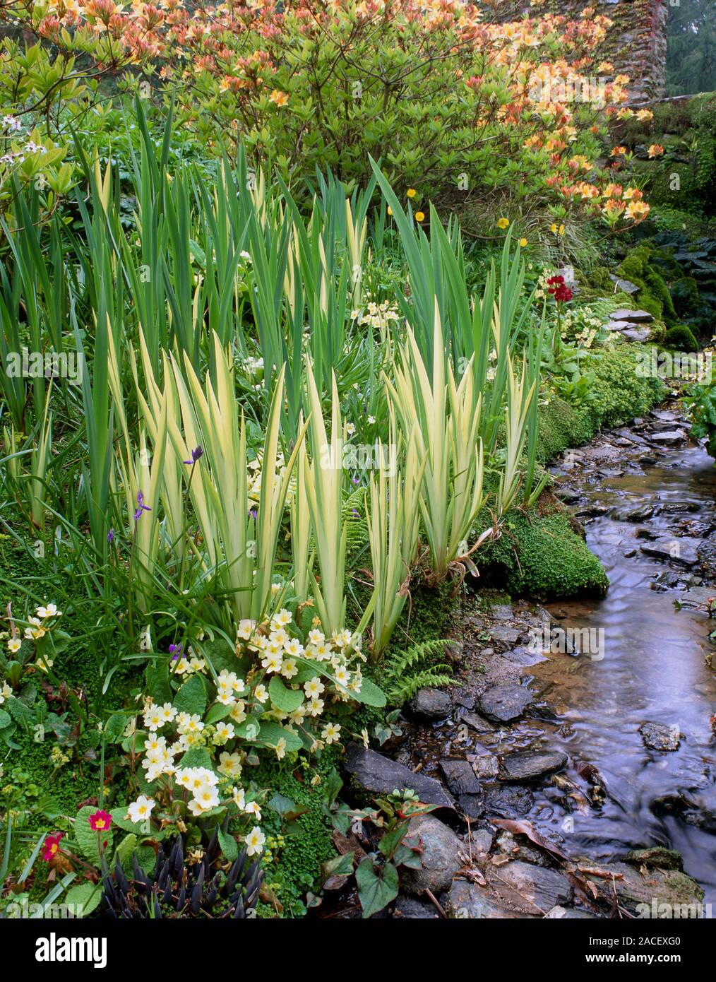 Streamside planting. Stream in a garden featuring Primula vulgaris and ...